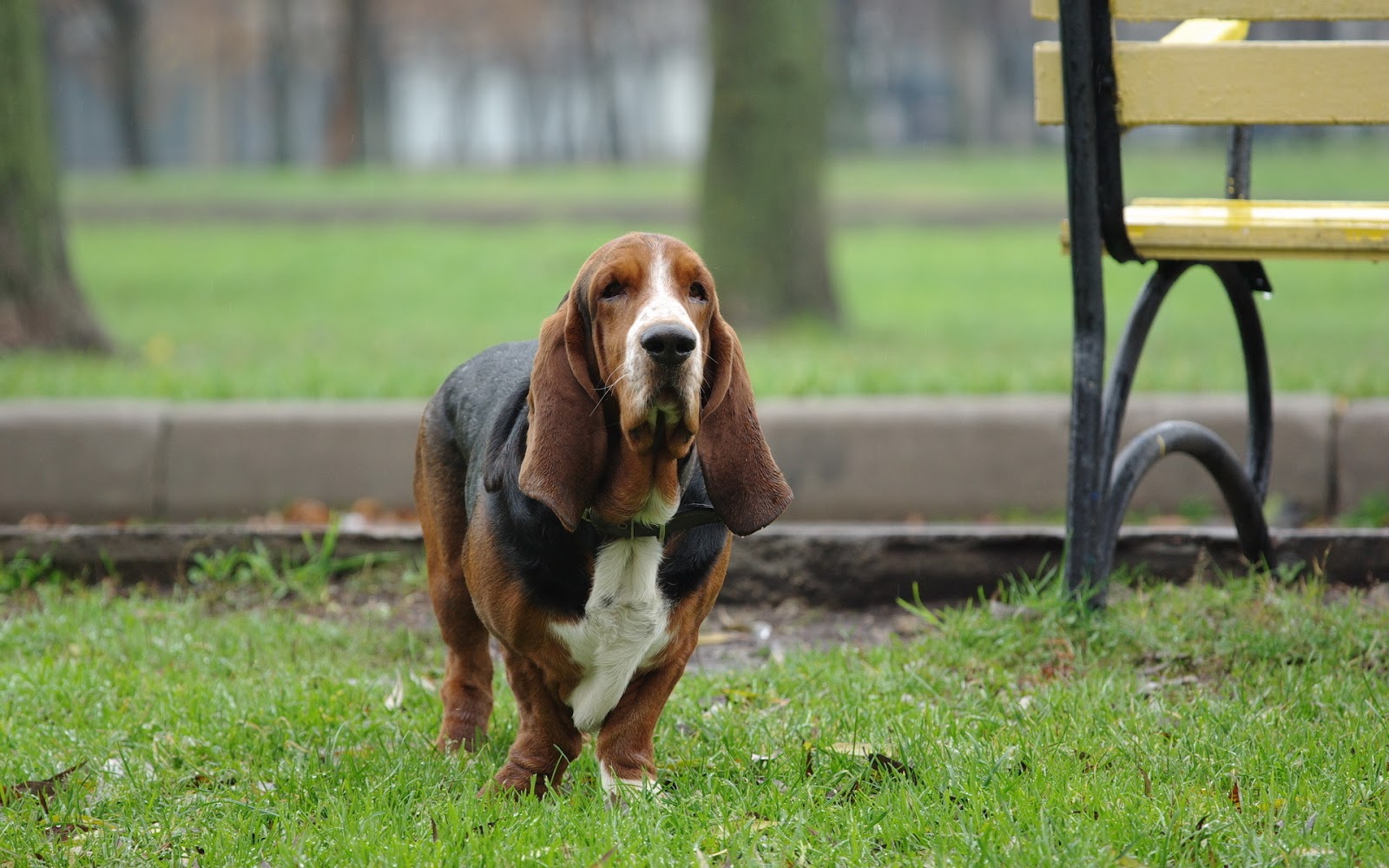Basset Hound Animal Information And Pictures | All Wildlife Photographs