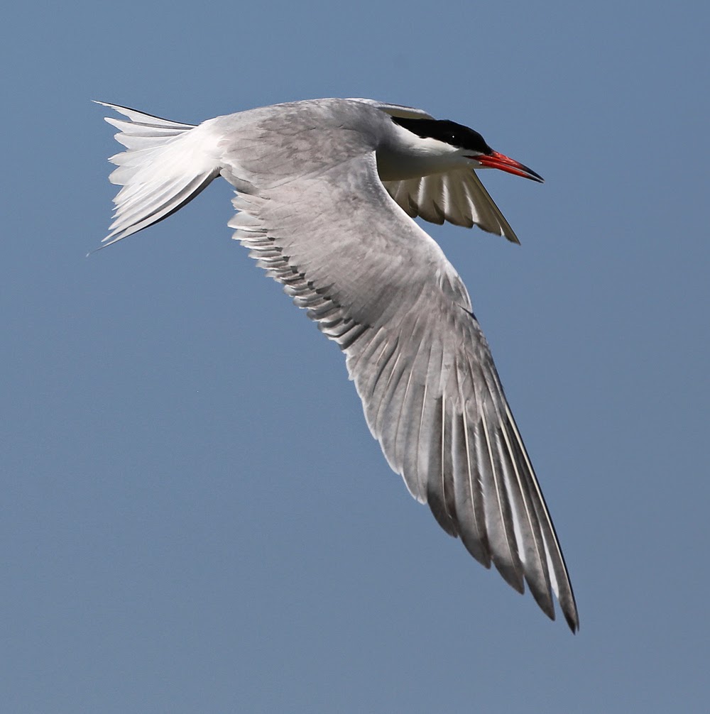 CAMBRIDGESHIRE BIRD CLUB GALLERY: Common Tern