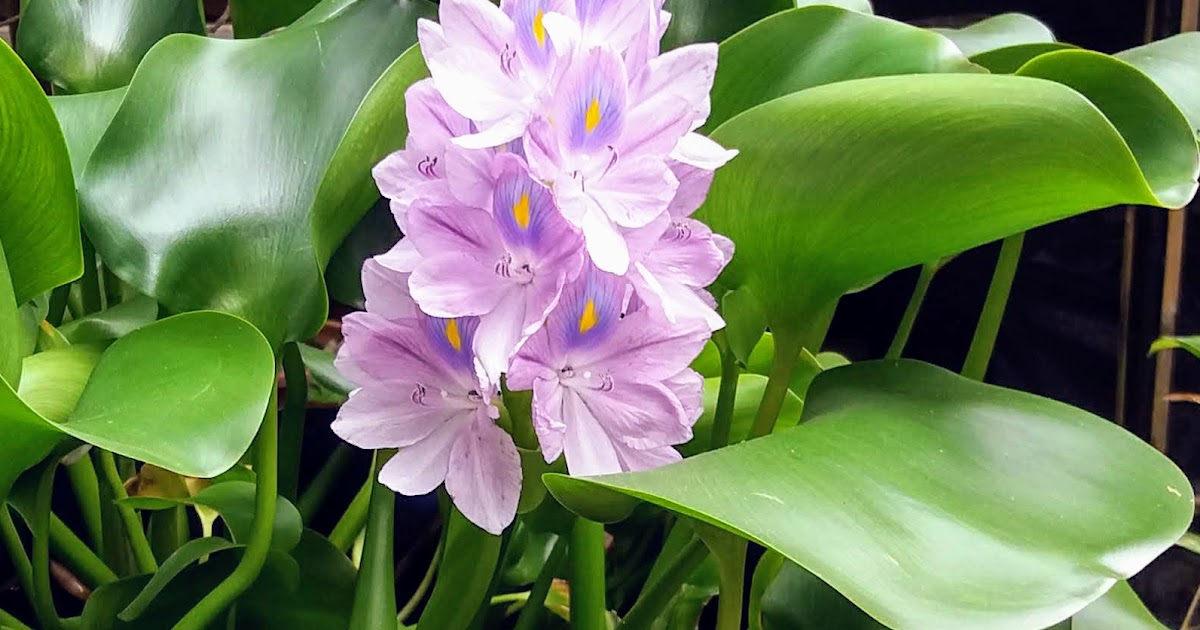 AMBIL MANFAAT ECENG GONDOK, HINDARI MASALAHNYA