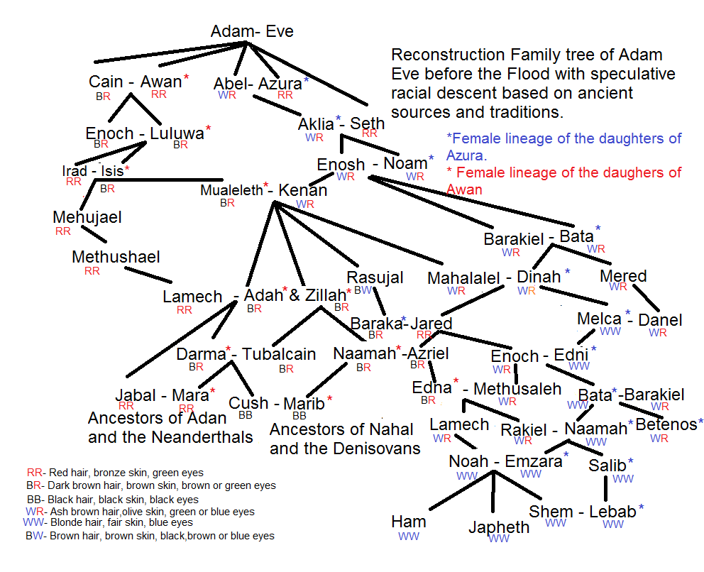 Genealoy From Adam To Noah