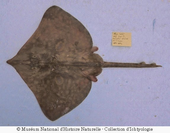 Fichas de Peces: Raja batis