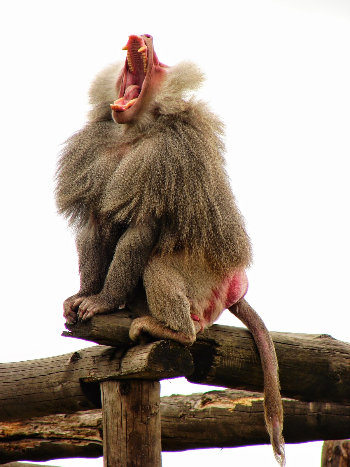 ΚΥΝΟΠΙΘΗΚΟΙ (BABOONS) photos - wallpapers | the fun bank