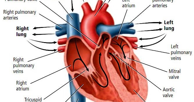 Ilmu kesehatan dan umum : Sistem Kardiovaskular