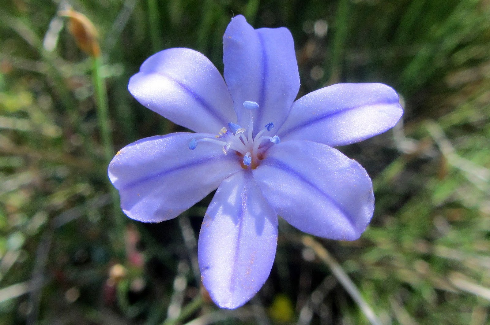 FOTOS DE LA PALMA D'EBRE: Flors primaverals