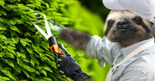 Fuji Bear's Website: HOW TO TRAIN YOUR SLOTH (THE 3RD INSTALLMENT OF ...