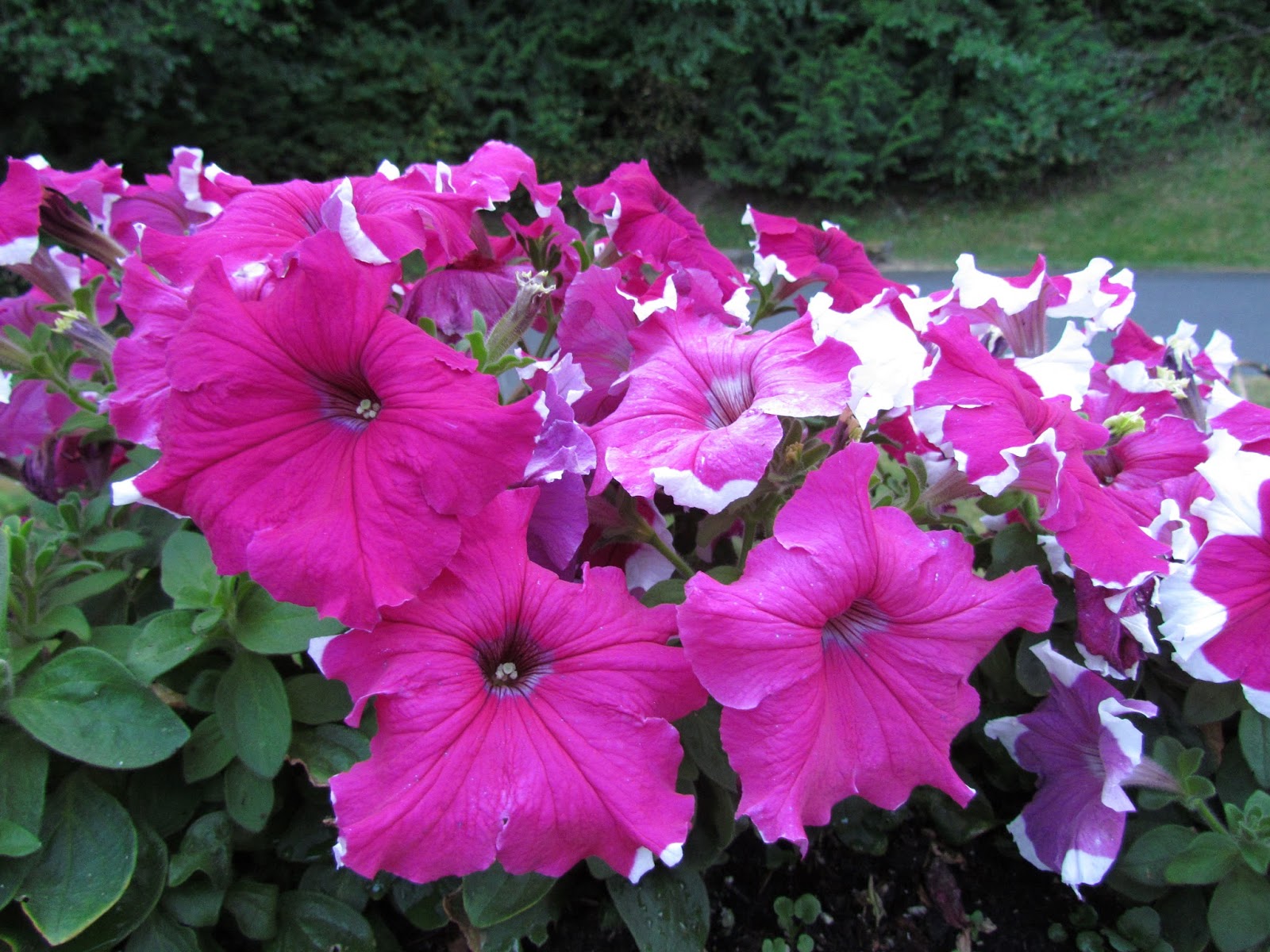 Scene Through My Eyes: Our Deck In The Summer