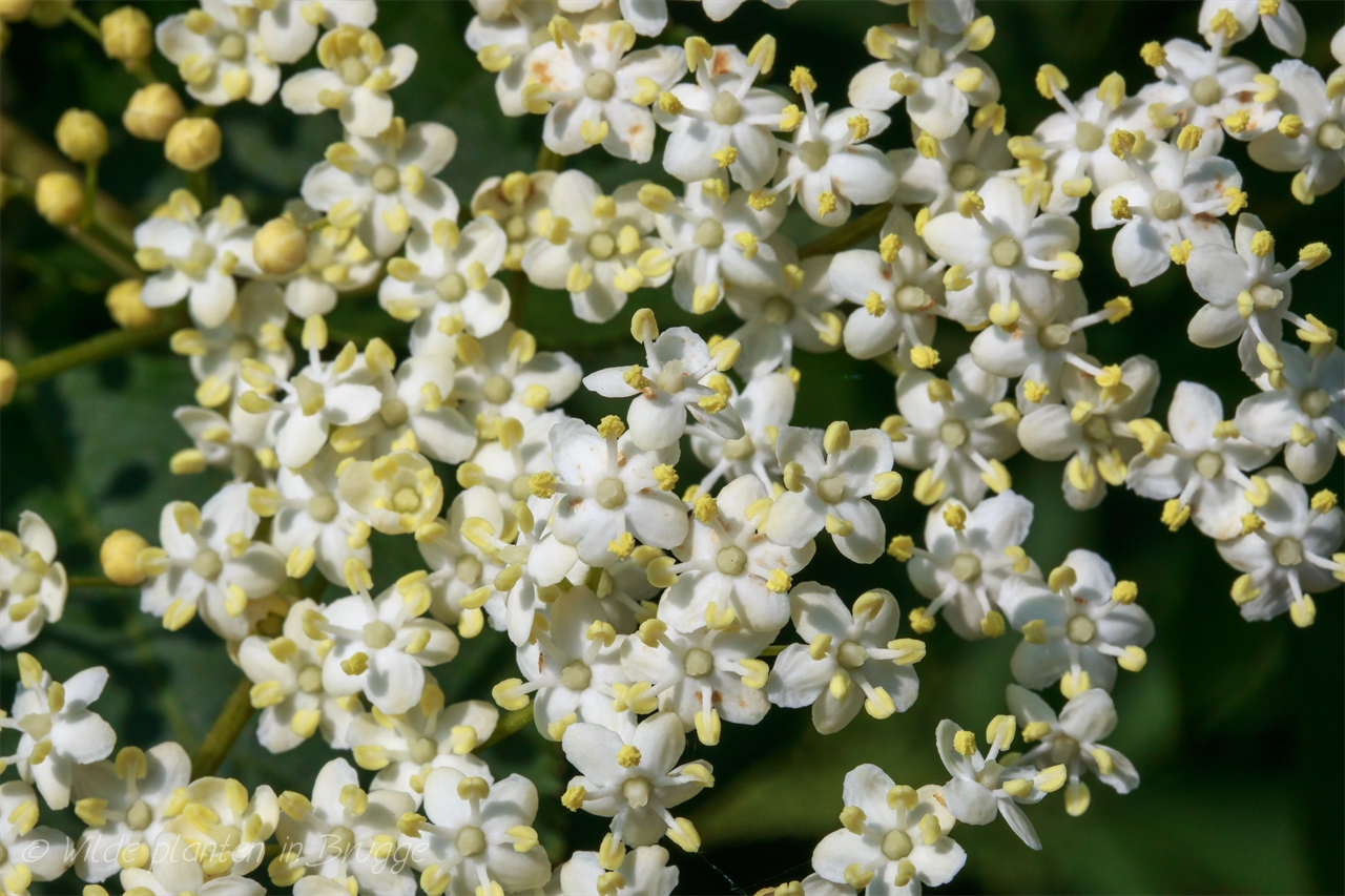 Wilde planten in Brugge: De gewone vlier - Sambucus nigra