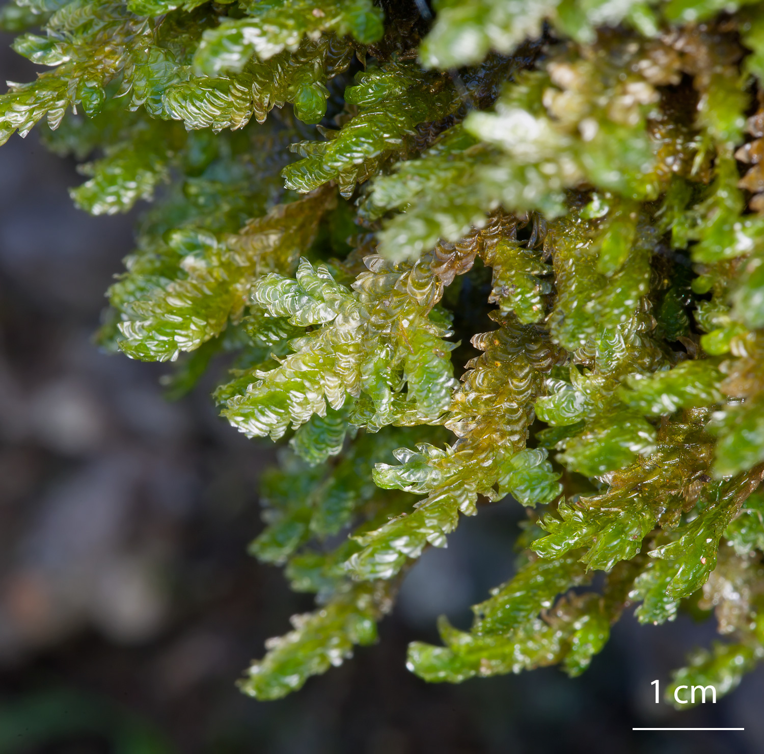 Discover the Beauty and Importance of Neckera yezoana: A Fascinating ...