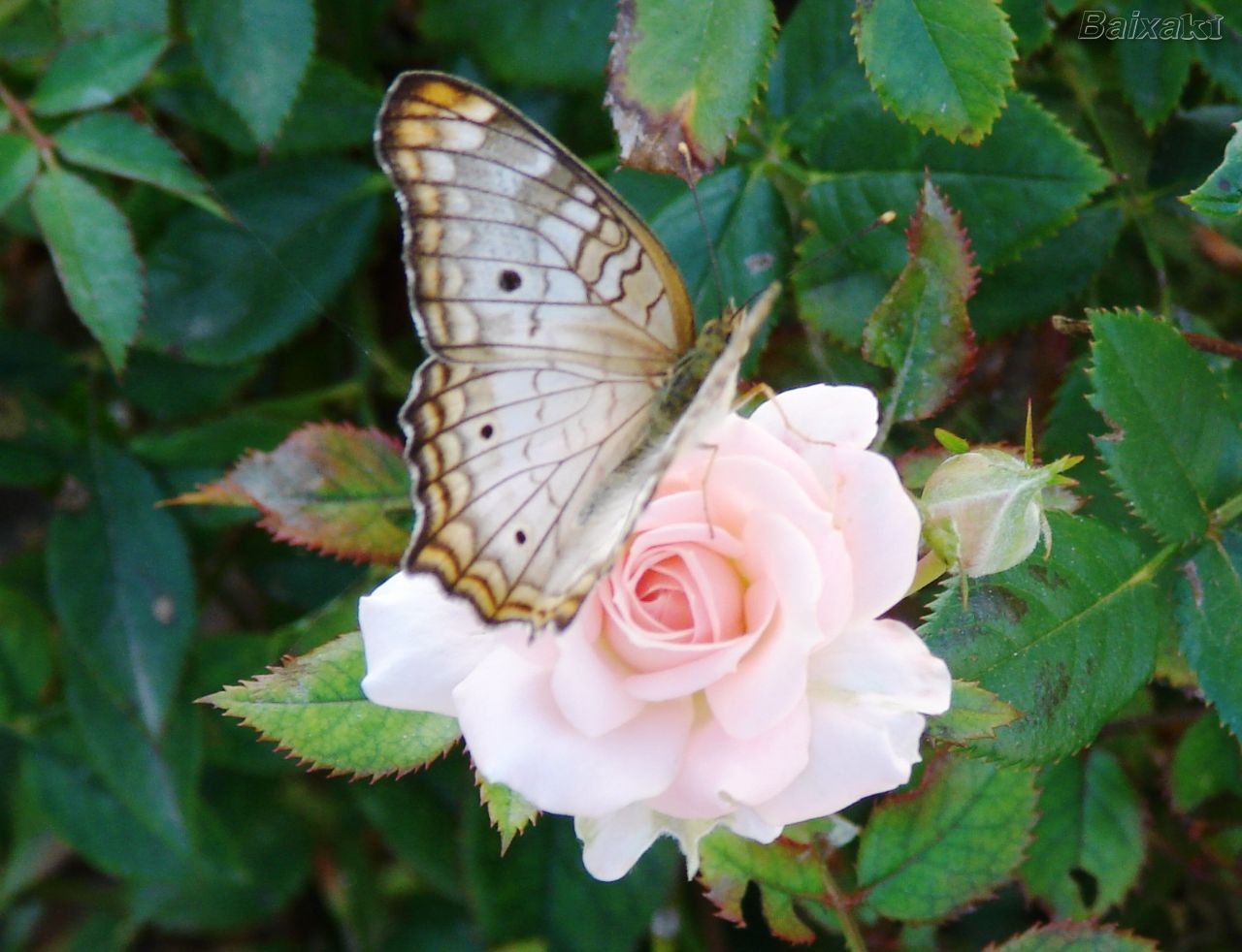 Belas borboletas: A rosa e a borboleta