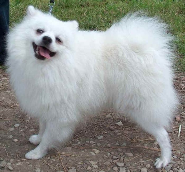 Dog Blog Dog Breed: Volpino Italiano Dog Breed Images