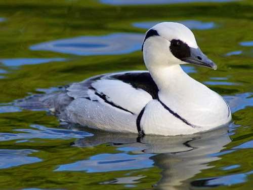 Smew | Birds of India | Bird World