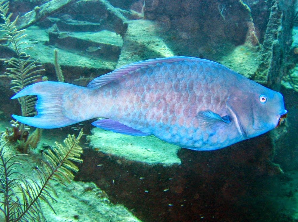 PARROTFISH photos - wallpapers (ανανεωμένο) | the fun bank