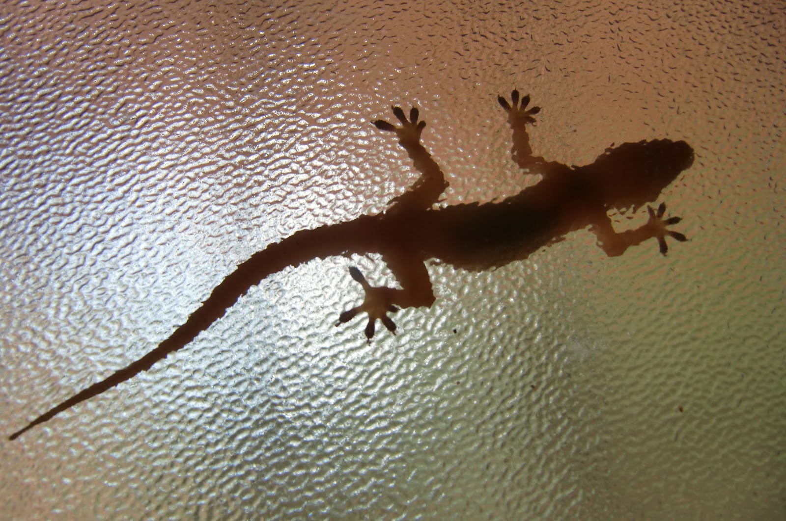 Vuelos de Dragón...: Piel de tuqueque