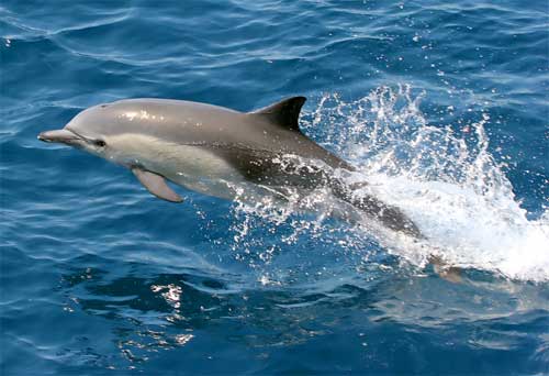 Common dolphin | The Life of Animals