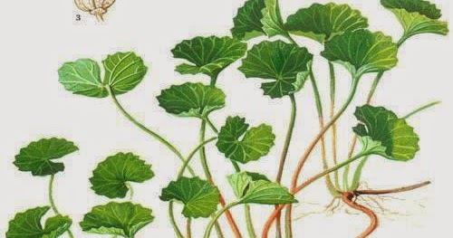 Centella Asiatica