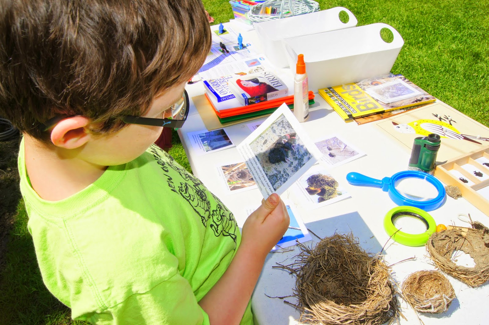 Back Yard Bird Exploration Unit, Montessori Science & Nature At Home ...