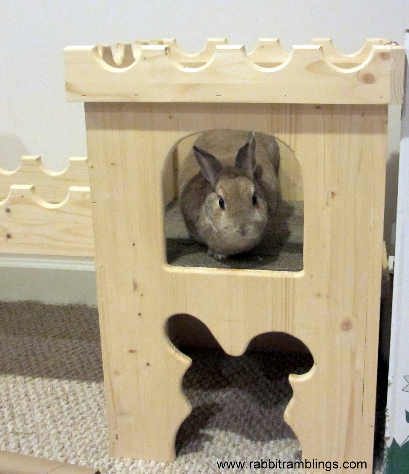 Rabbit Ramblings: One day in the bunny castle