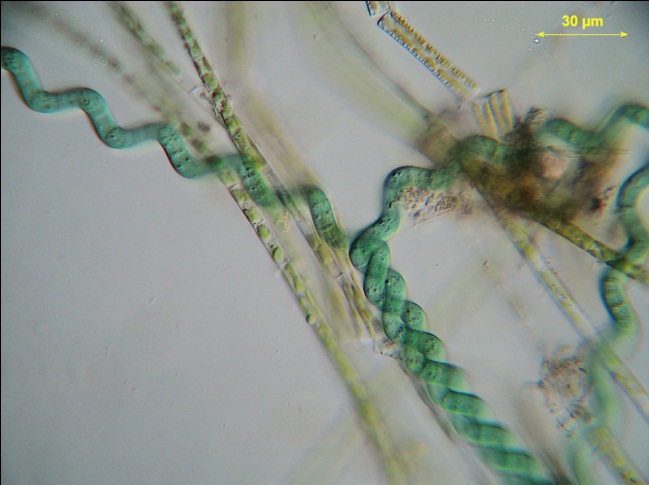 Cyanophyceae (Alga Hijau- Biru) ( Ordo Hormogonales): “ Cyanophyceae ...