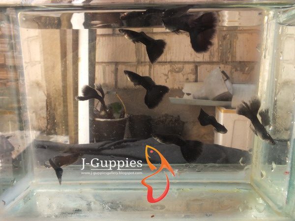 J-Guppies Gallery: Black Moscow