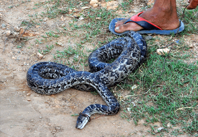 Lente Holguinero: TREMENDO MAJA DE SANTA MARÍA.