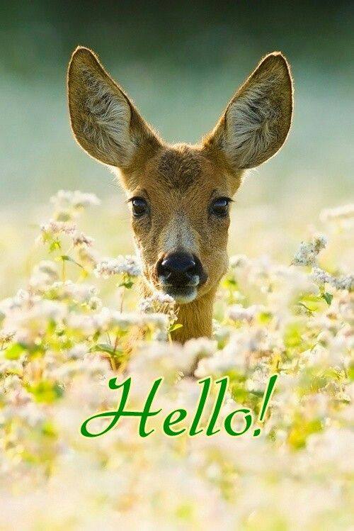 A Dixie Lady Deer Hunter: Hello Deer