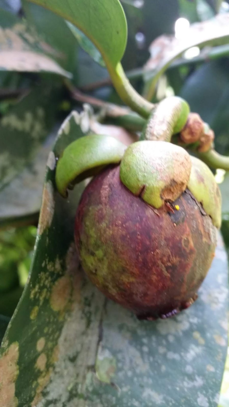 Warisan Petani: Buah Manggis