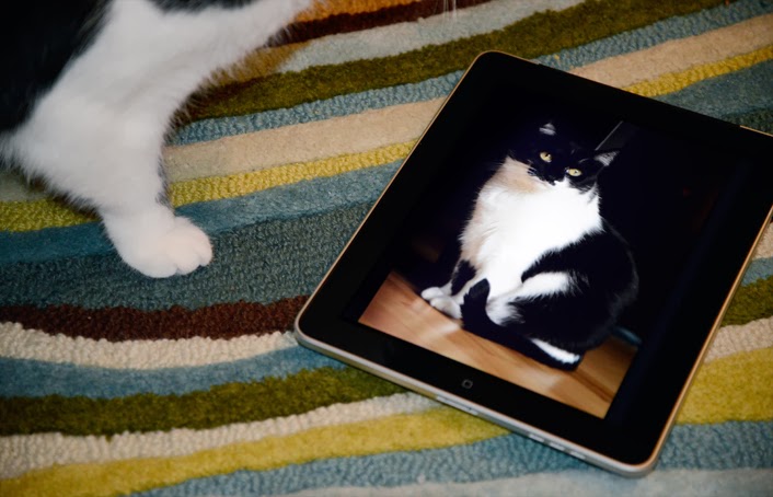 GLOGIRLY: What's YOUR Favorite iPad Game For Cats?