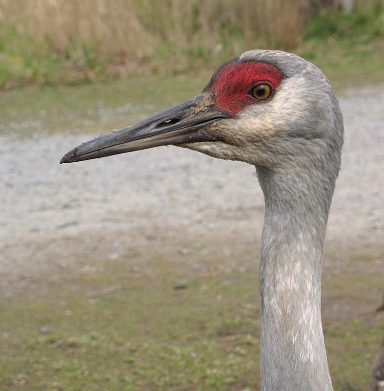 BARRY the BIRDER: BC birds by Hans Klaris