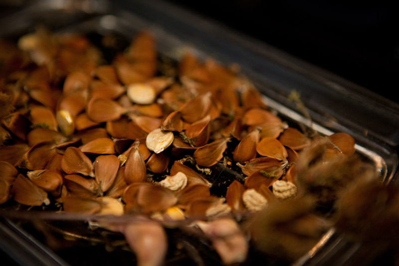 De Flexitariër: Koolraap met beukennoot