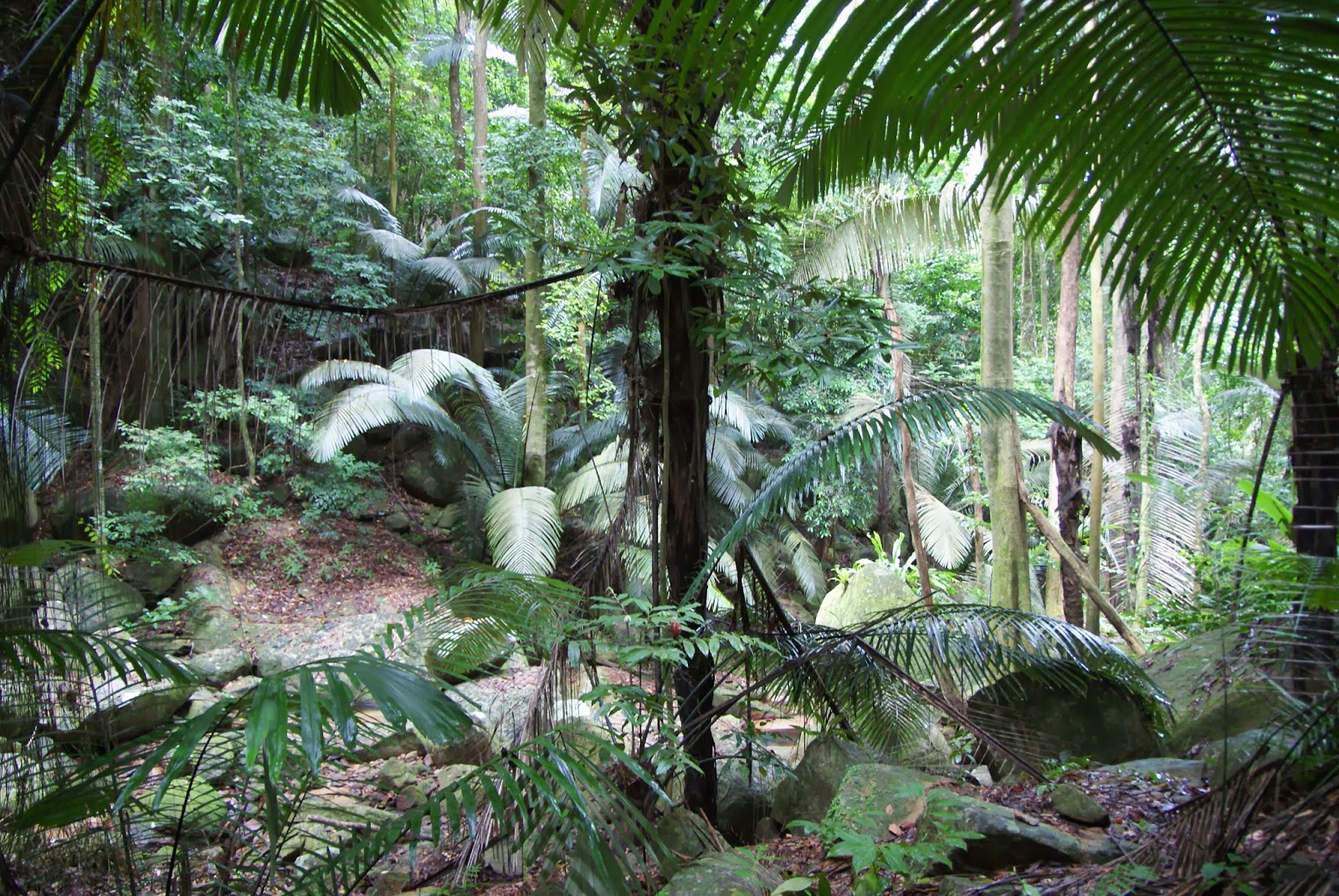 Lee Raffee - Les Raffy à Singapore: Tioman Island - Jungle Trek