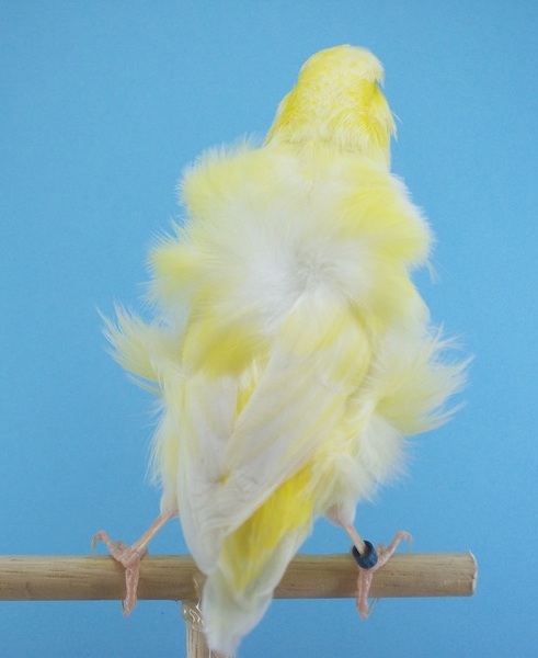 LOS CANARIOS DE POSTURA: Canarios Rizados (1)