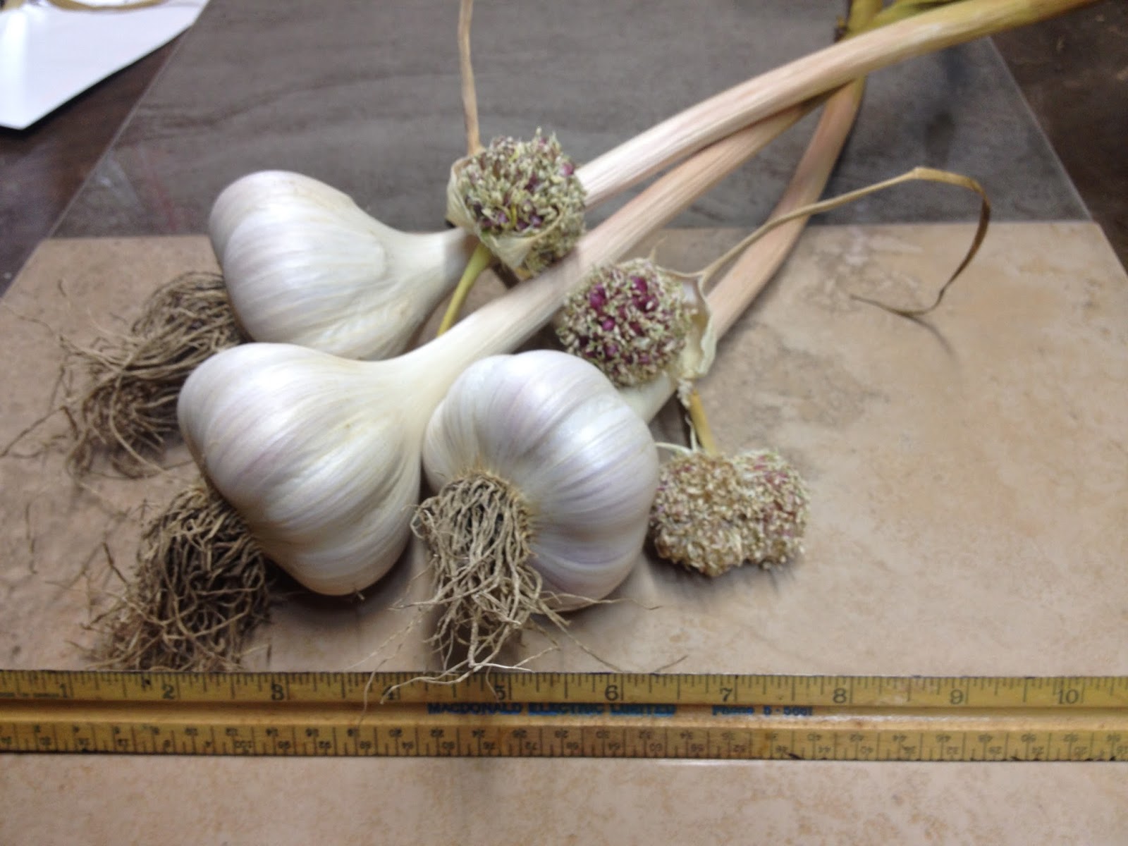 Growing Ontario Garlic: Garlic Gallery