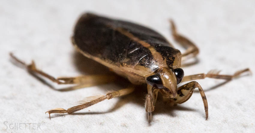 Insetologia - Identificação de insetos: Barata D'água no Rio Grande do Sul