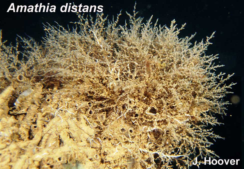 Variety of Life: Vesiculariidae