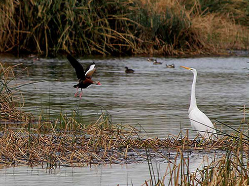 Birding Without Barriers: Tres Rios Rocks!
