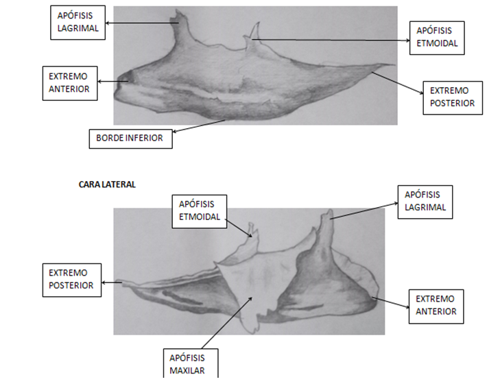 ANATOMIA RADIOLOGICA: 5. CARA Y CRANEO