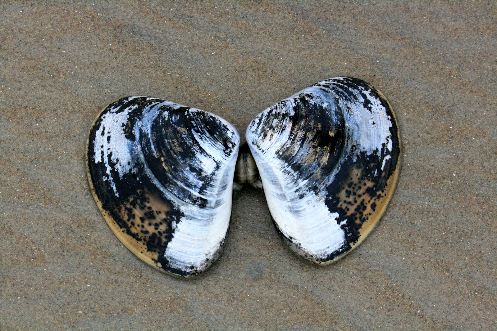 Tilting At Windmills: July 2012