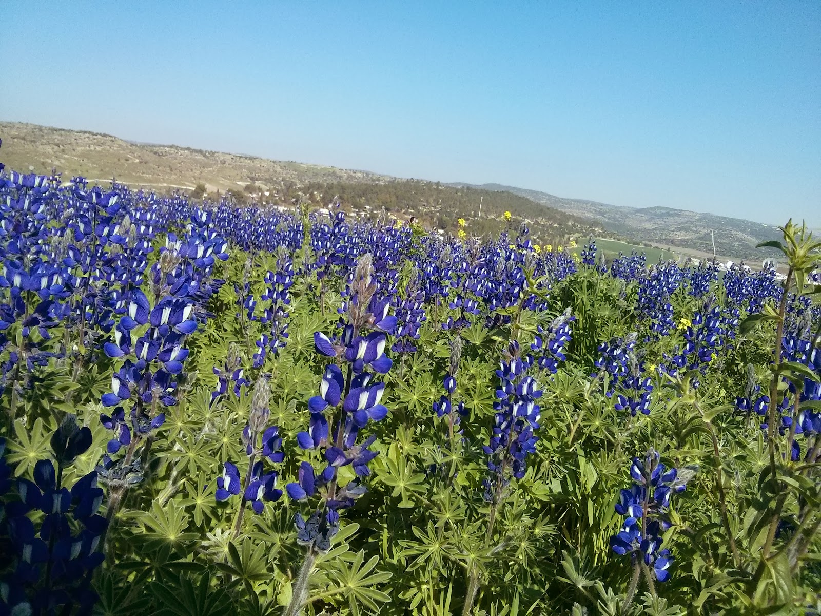 Life in Israel: Tiyul: Tel Soche, Givat HaTurmusin, Lupine Hill