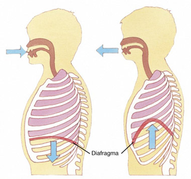 PLE Respira bé: LA RESPIRACIÓ