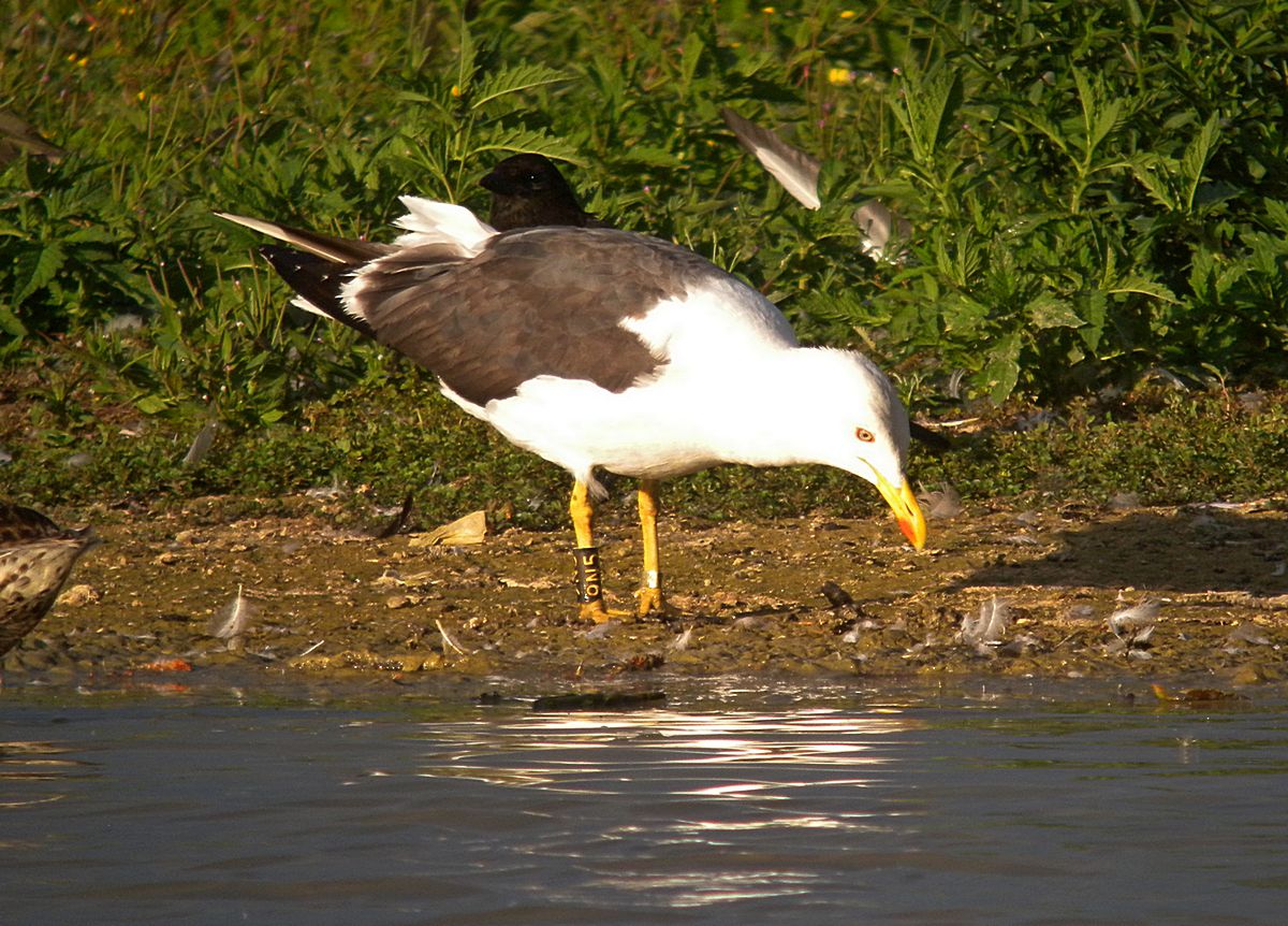 Jim's Birding: Colour Ringed Gulls at Little Marlow