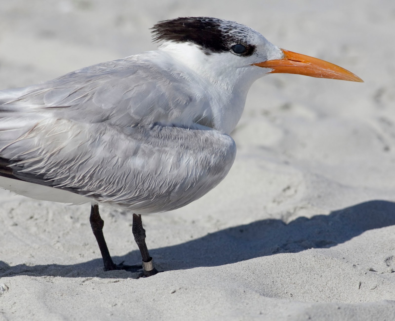 i heart florida birds: Beach Birds
