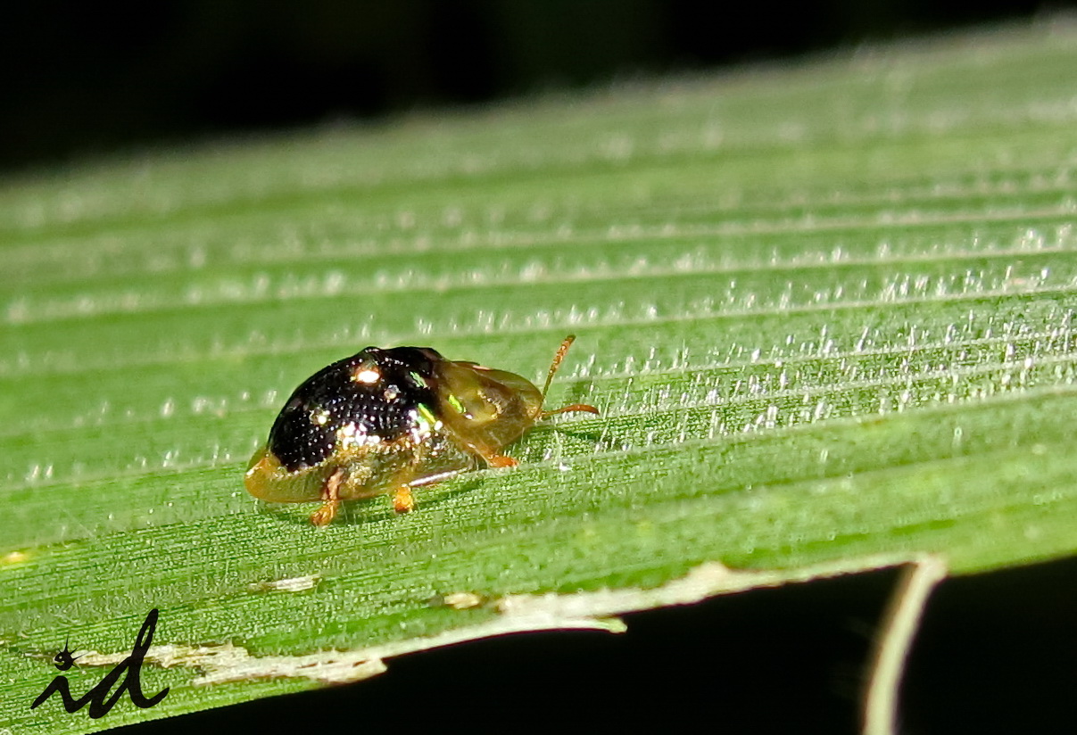 Indonesian Bugs & Others: Tortoise Beetle (Deloyala guttata) from Dago Pakar