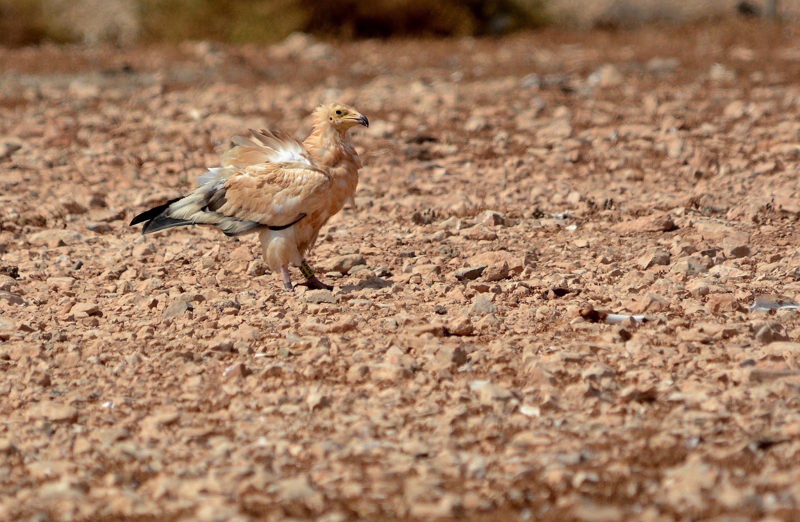 Birding Canarias: Guirres majoreros...