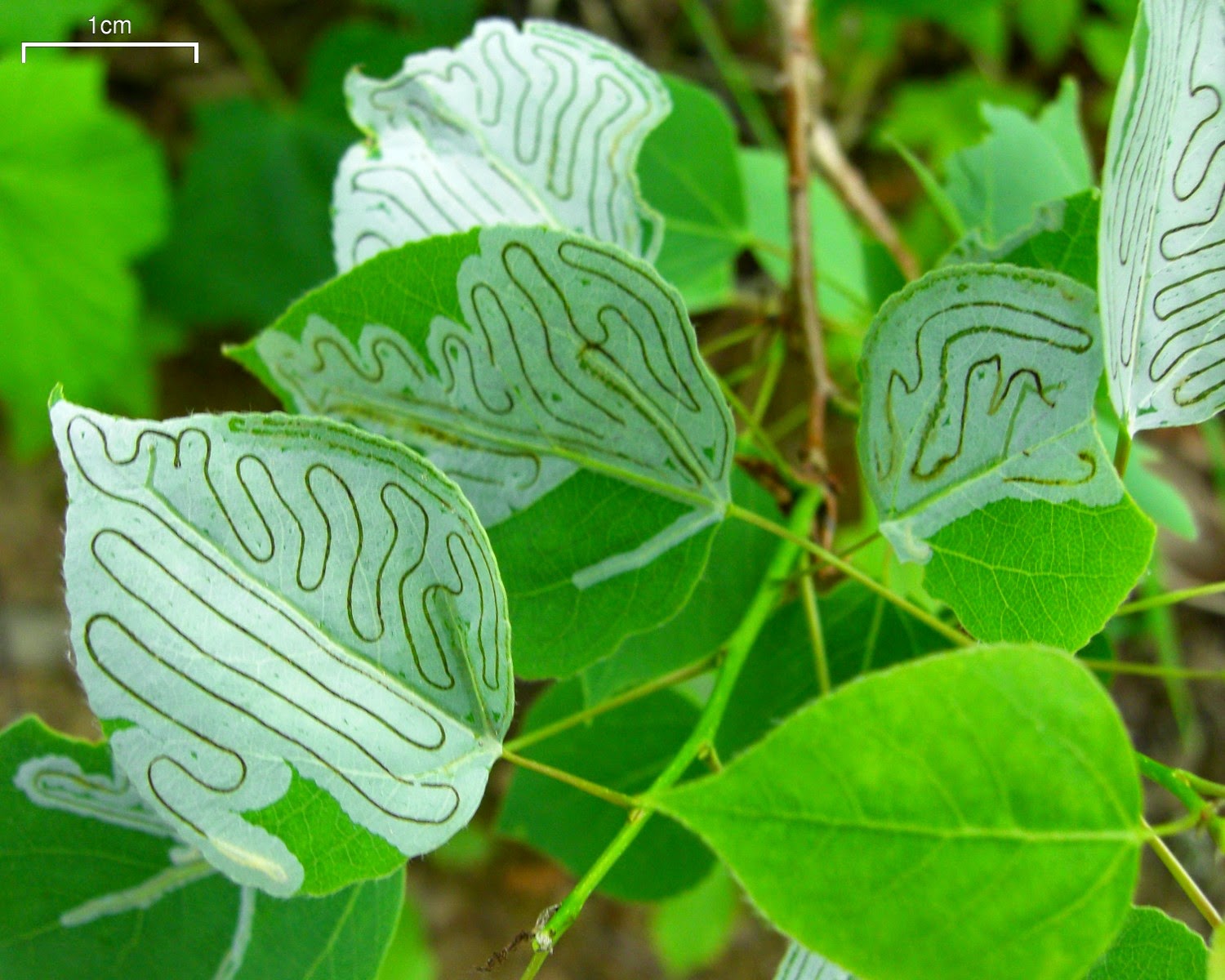 Biodiversity Science: Tracing Leaf Miners