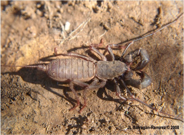 Animalia | Divulgando ciencia y cultura en Chapala