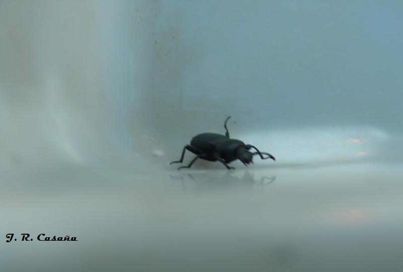 El Gallipato Alcublano: 2/9/12 - 9/9/12