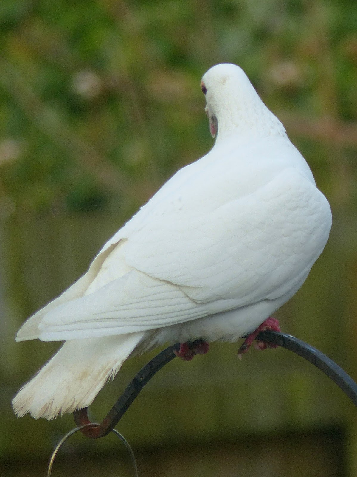 Birding For Pleasure: White Dove in my Garden