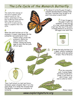 Gear Acres at Top of the Hill: Why You should plant Milkweed in your Yard