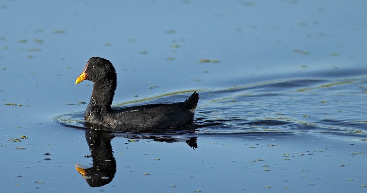 mis fotos de aves: Fulica rufifrons Gallareta Escudete Rojo Red-fronted ...