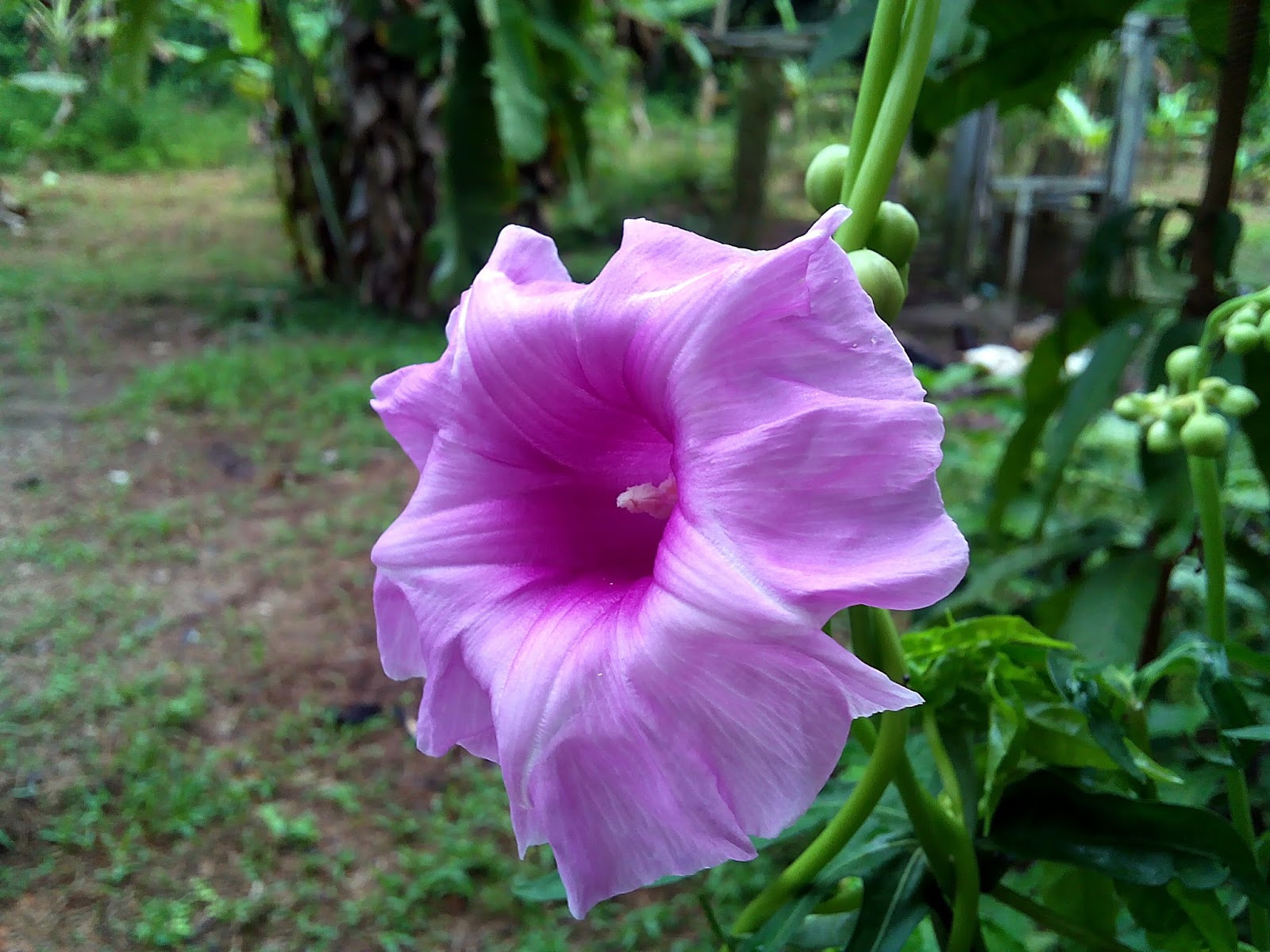 Pokcik Blogger: Bunga Ubi Jari Buaya